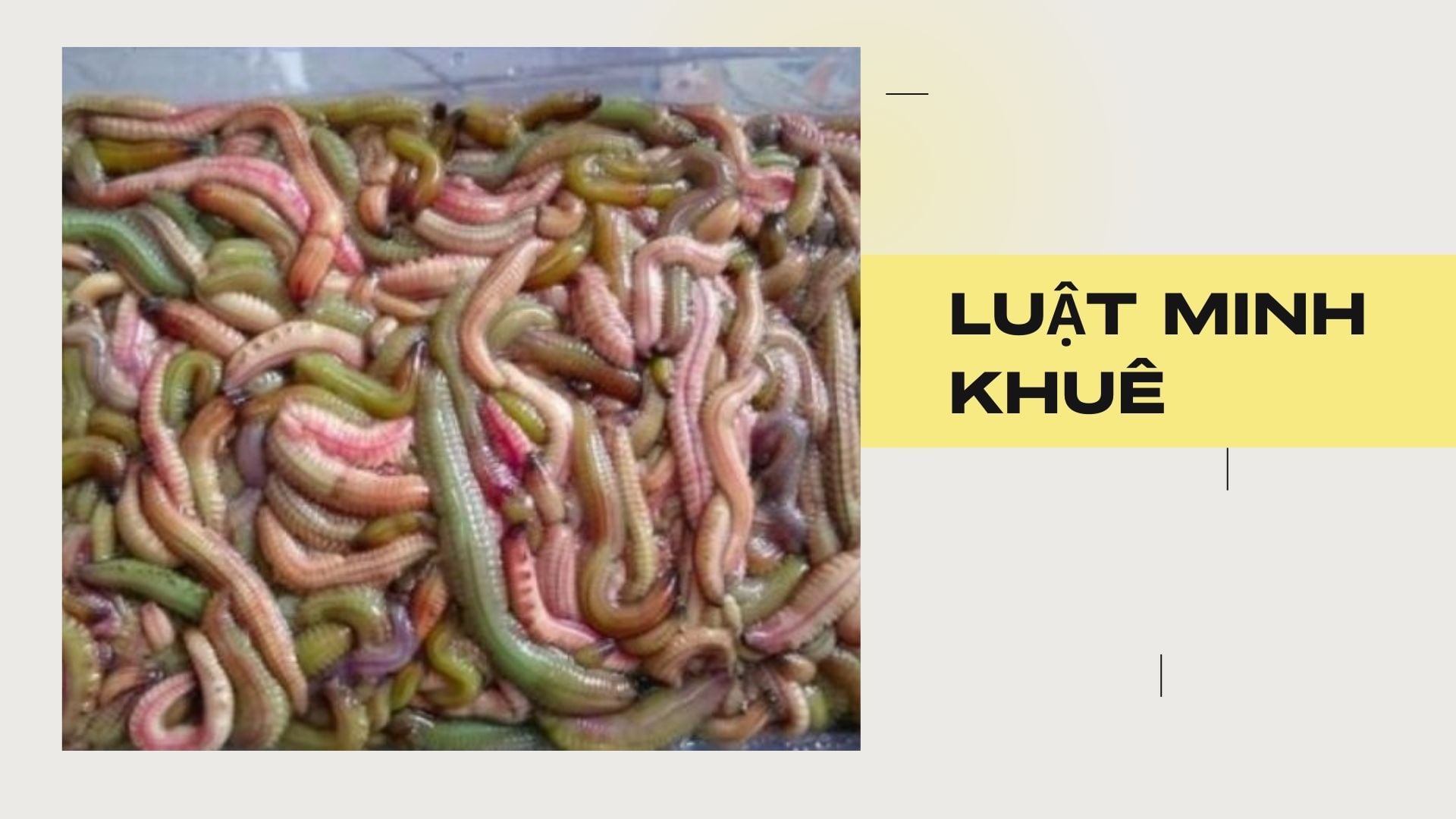 Rươi là con gì? Con rươi là đặc sản ở đâu? Cách chế biến con rươi