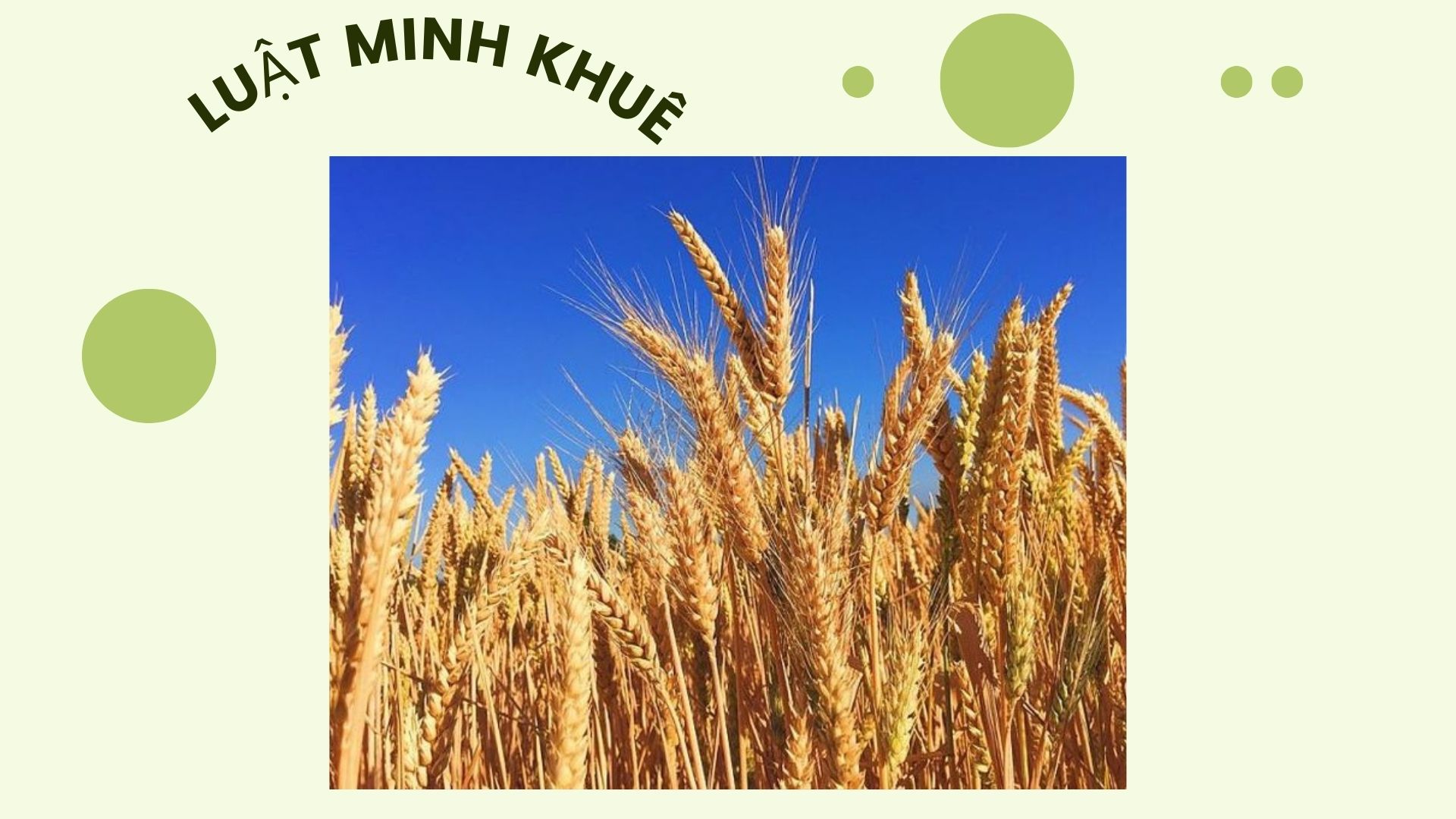 Những lợi ích sức khỏe ấn tượng của lúa mạch không phải ai cũng biết