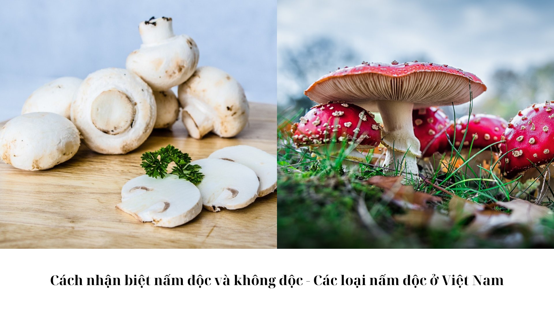Cách nhận biệt nấm độc và không độc - Các loại nấm độc ở Việt Nam