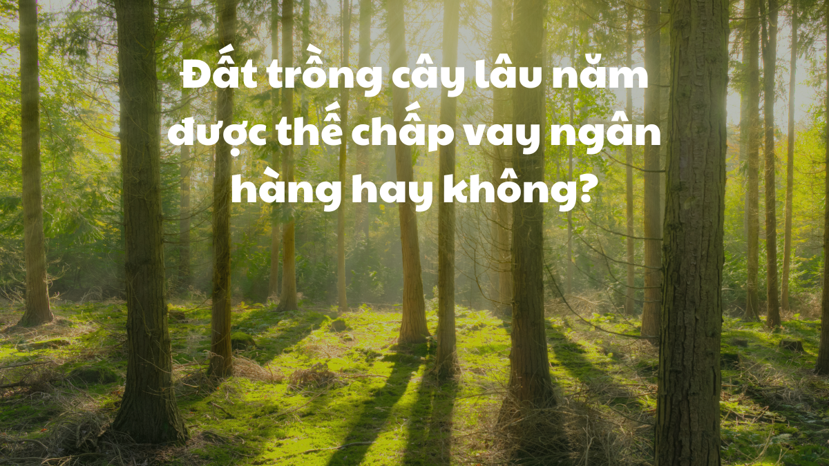 Đất trồng cây lâu năm được thế chấp vay ngân hàng hay không?