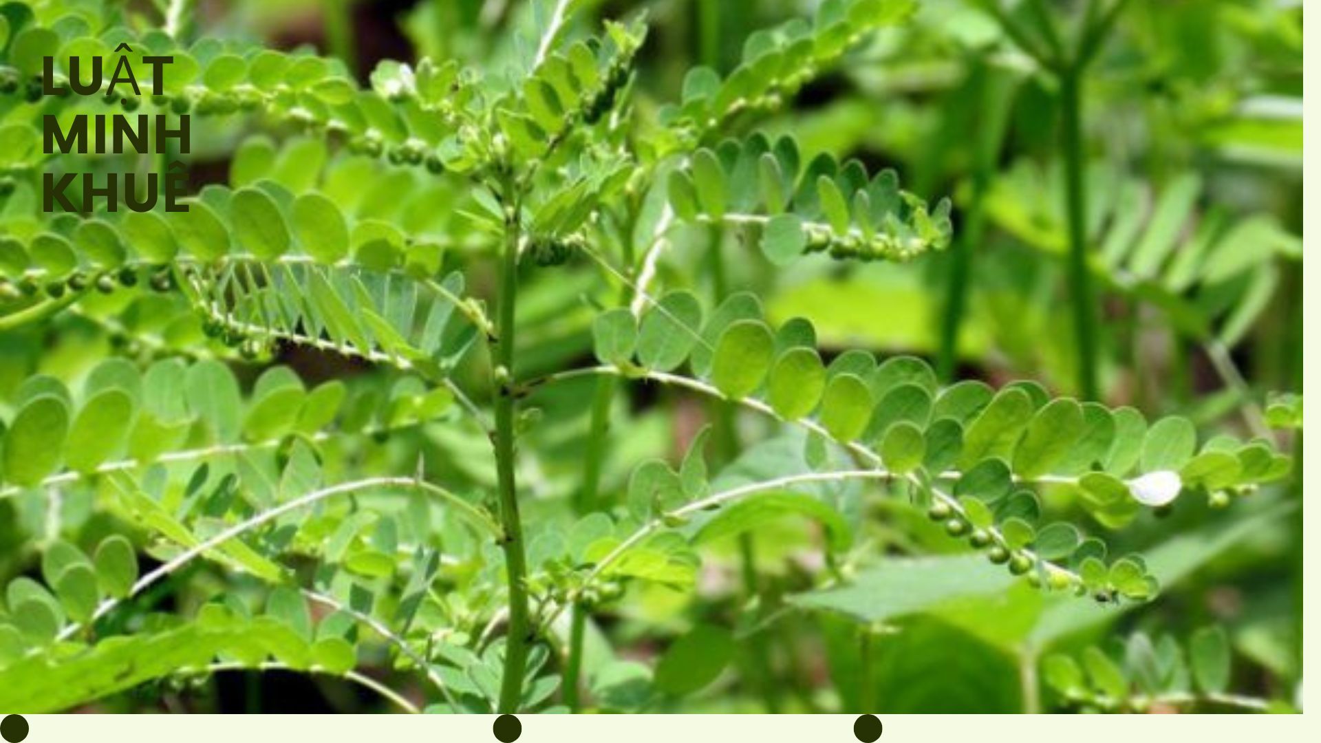 Cây đơn răng cưa có tác dụng gì theo như kinh nghiệm dân gian