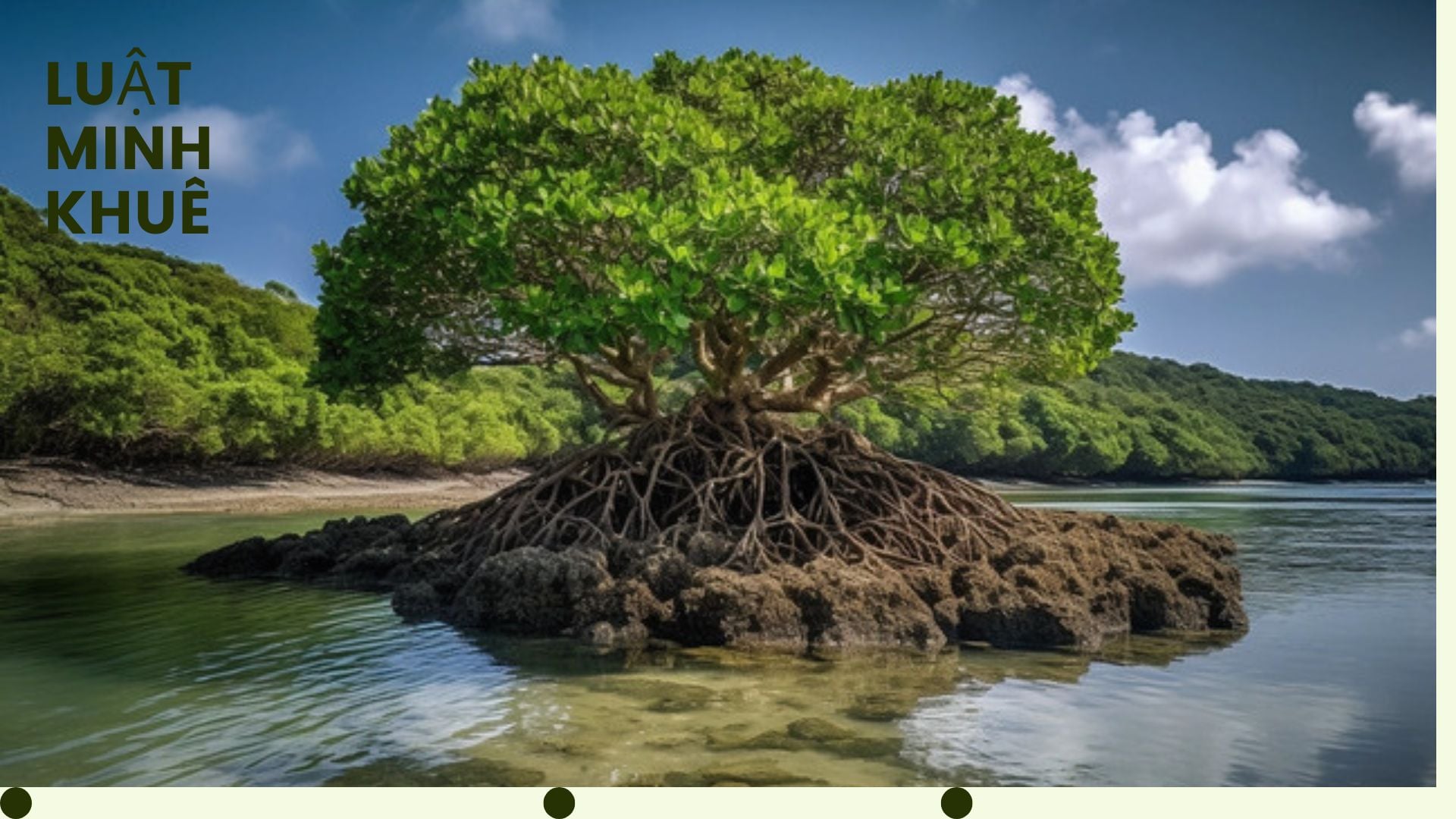 Mách bạn những công dụng của cây đước mà không phải ai cũng biết