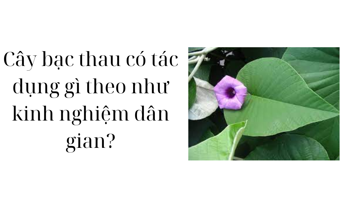 Cây bạc thau có tác dụng gì theo như kinh nghiệm dân gian?