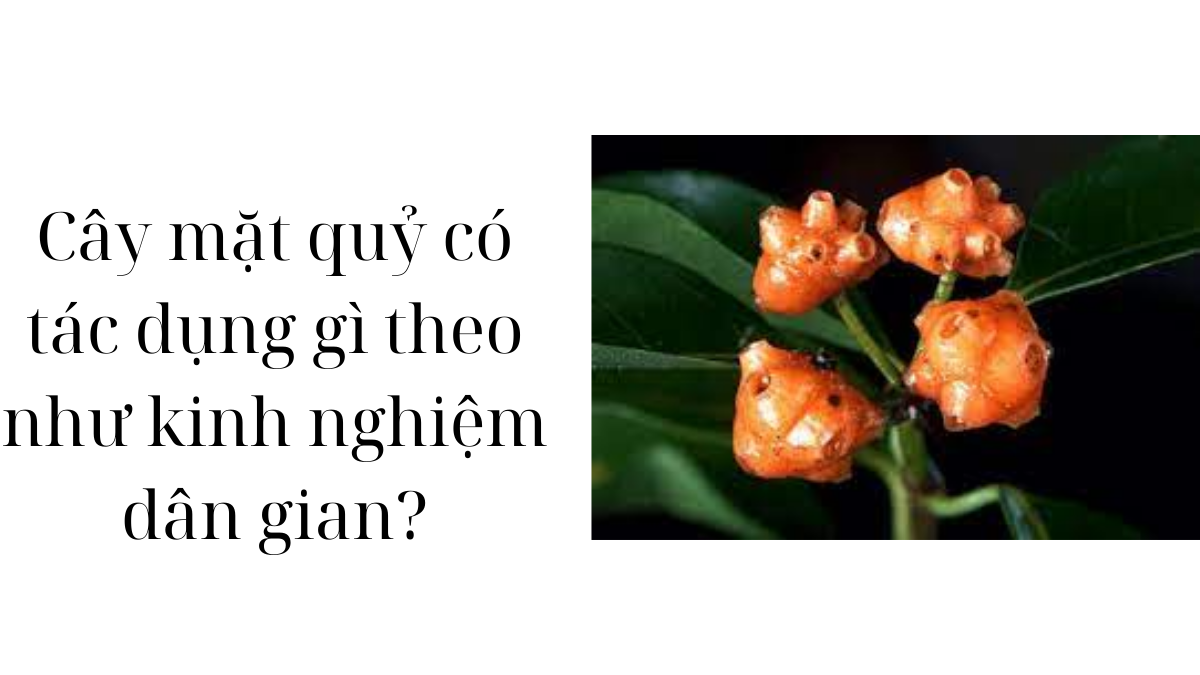Cây mặt quỷ có tác dụng gì theo như kinh nghiệm dân gian?