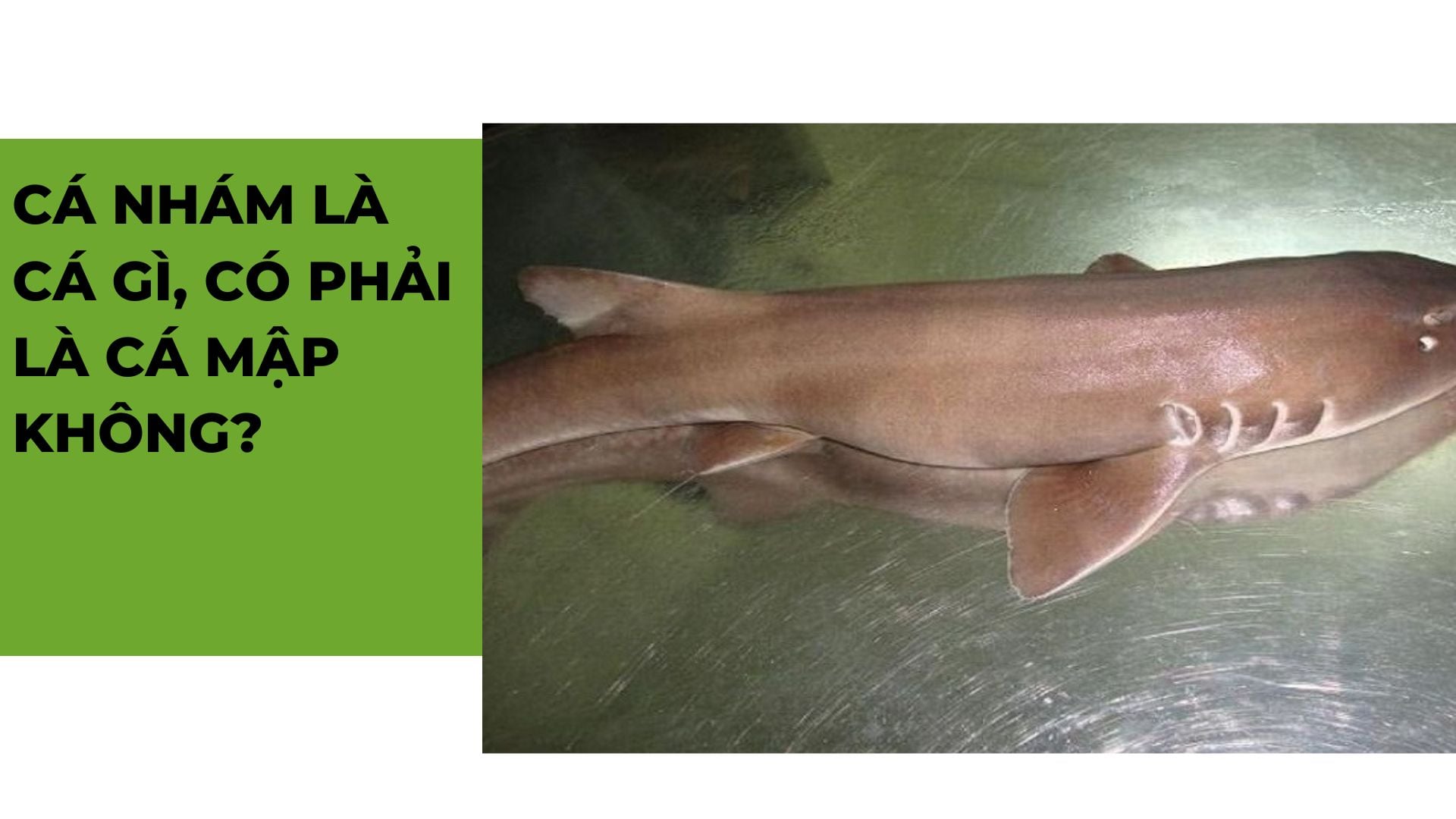 Cá nhám là cá gì, có phải là cá mập không?