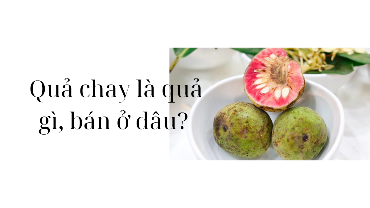 Quả chay là quả gì, bán ở đâu?
